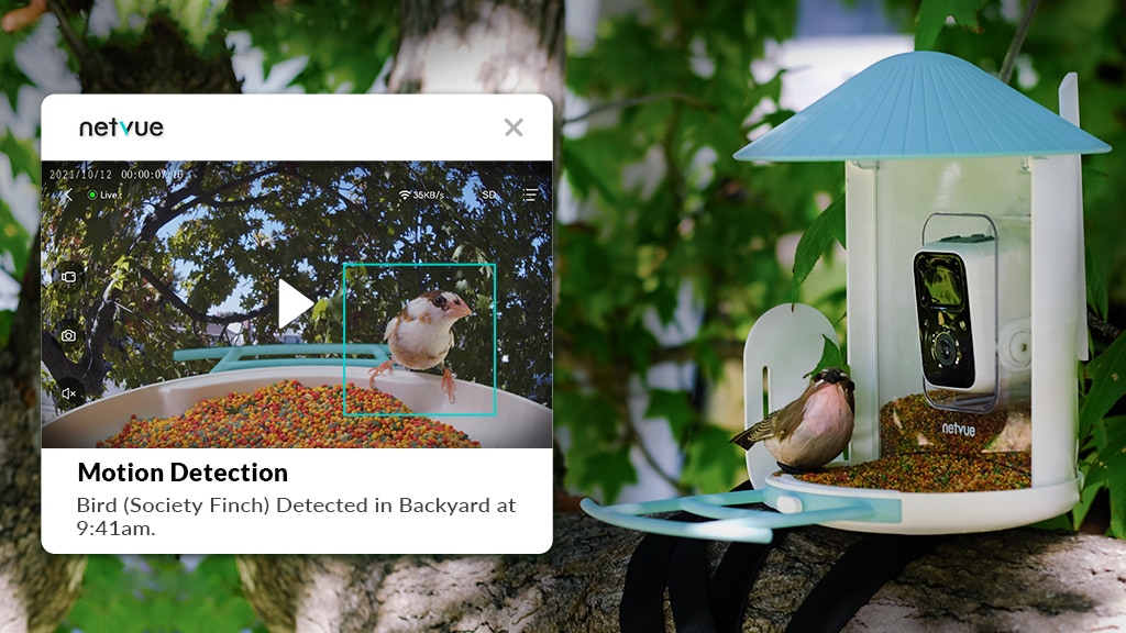 Birdfy: The First Auto AI Recognition Bird Feeder Camera - Backercrew